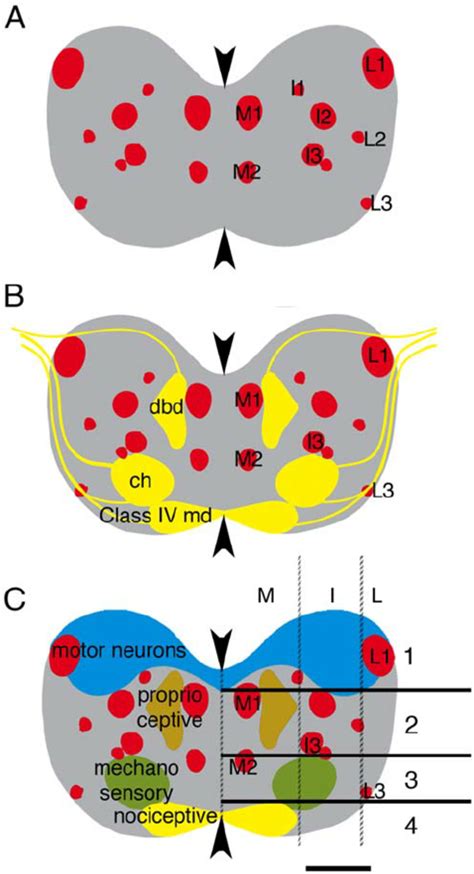 Different Neuron Classes Project To Different Mediolateral Domains And