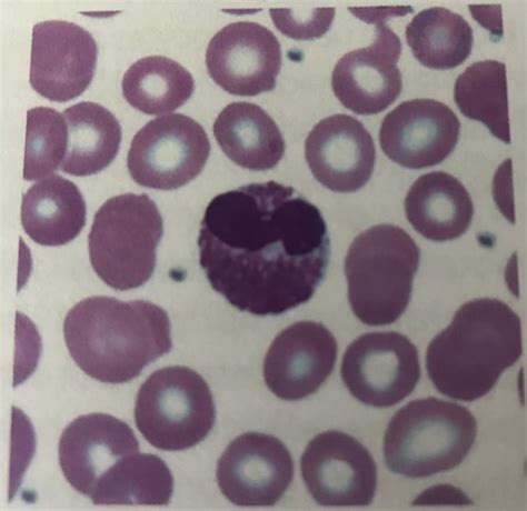 AP LAB MIDTERM Flashcards Quizlet