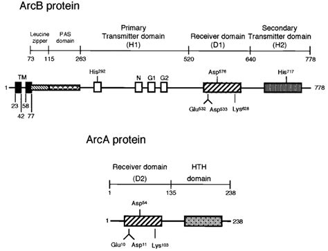 Schematic Representation Of Arcb And Arca Top The N Terminal Download Scientific Diagram