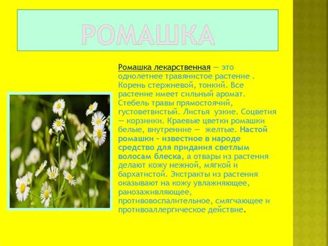 Лекарственные растения презентация онлайн