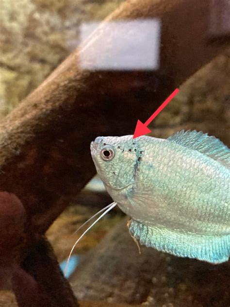 Is This Dwarf Gourami Disease Diseases Aquarium Co Op Forum