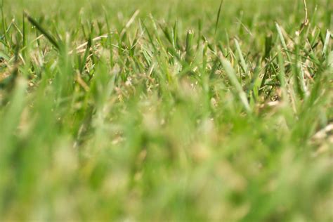 Grass By Tootie Fruity On Deviantart