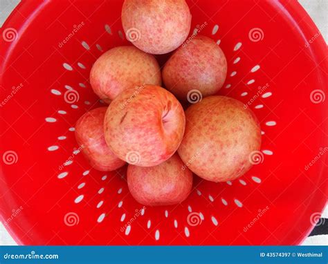 Pluot Dapple Dandy, Prunus 'Dapple Dandy' Stock Photo - Image: 43574397