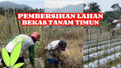 PEMBERSIHAN LAHAN BEKAS TIMUN UNTUK DI TANAMI KACANG PANJANG LAHAN JANDA YouTube