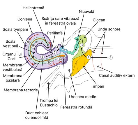 Organele De Simț Biologie Barrons Ginamed