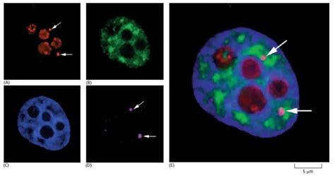 Transkripsi Dna Sintesis And Modifikasi Rna Biokimia Kedokteran
