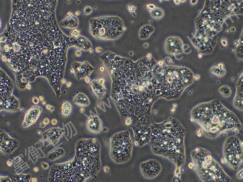 人胃癌细胞；nci N87str 上海富衡生物科技有限公司