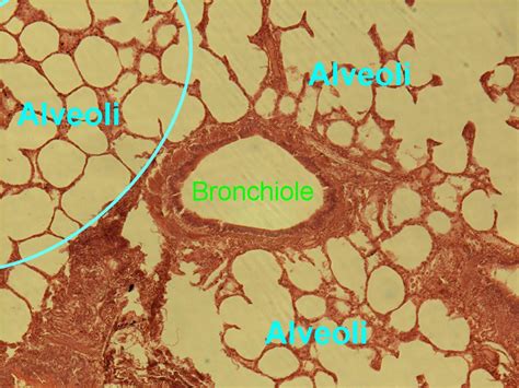 Terminal Bronchiole Histology