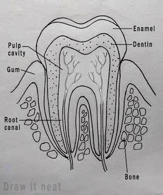 DRAW IT NEAT How To Draw Tooth Diagram Labeled