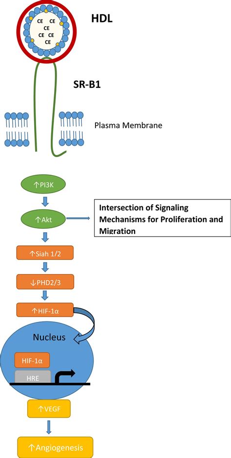 Frontiers Targeting The SR B1 Receptor As A Gateway For Cancer Therapy And Imaging