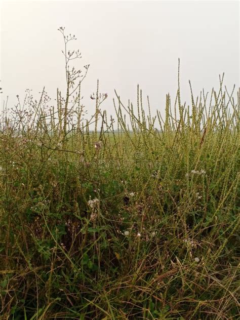 Grass In The Yard Of The House In A Small Country Beard Stock Image Image Of Green Branch