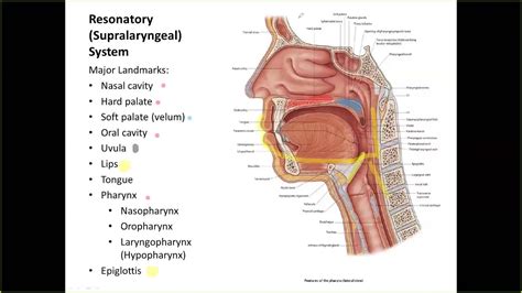 Anatomy Of Speech Production
