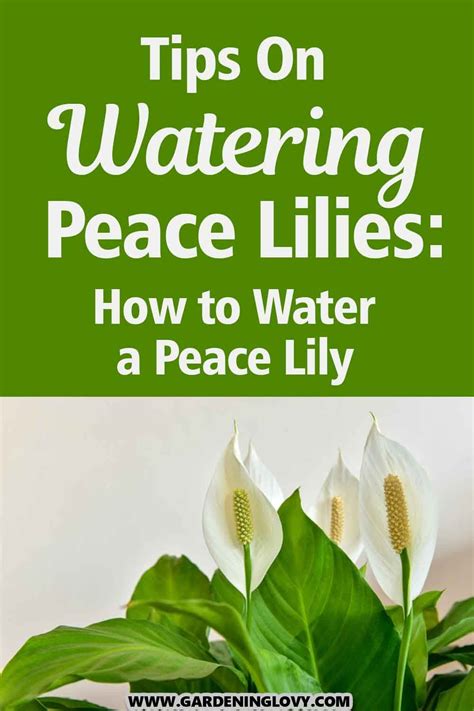 When To Water Your Peace Lily
