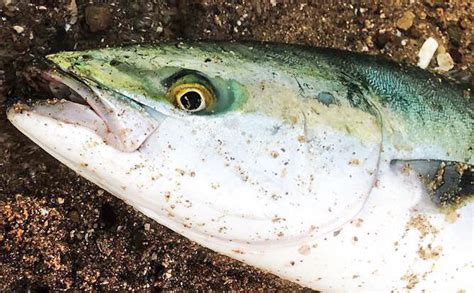 釣った魚の公式なサイズ計測方法を紹介 体長と全長は異なるもの？ Tsurinews