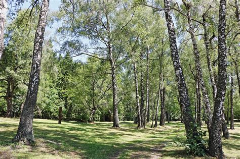 Madera Árboles Bosque Foto gratis en Pixabay Pixabay