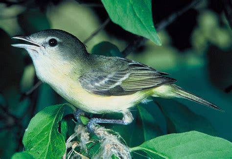 Vireonidae Définition Et Explications