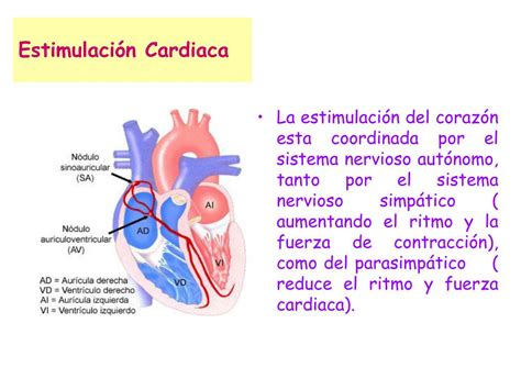 PPT Fisiología Cardíaca PowerPoint Presentation free download ID
