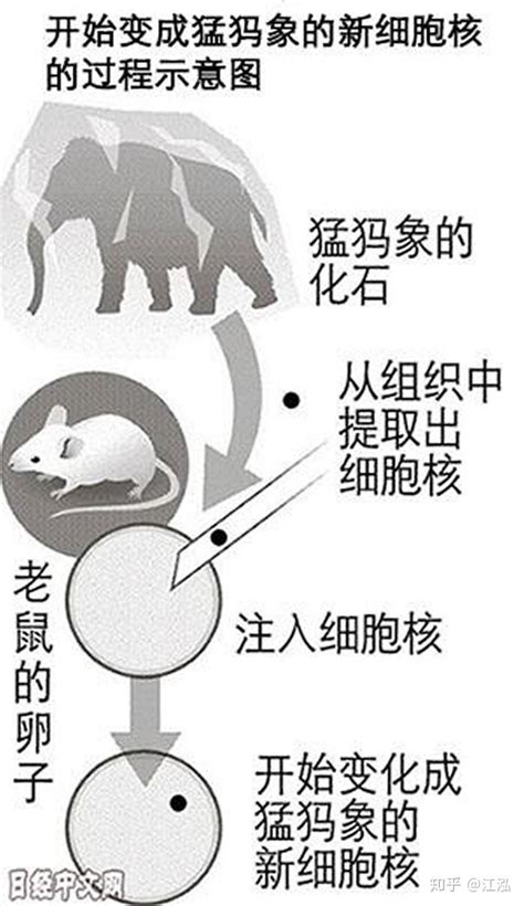 日本科学家声称复活猛犸象，是真的吗？ 知乎