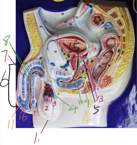 Lab Unit 18 Male Reproductive System Flashcards Quizlet