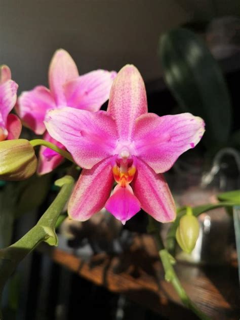 Re Phal Sweet Memory Clone Liodoro Phal Deventeriana × Phal