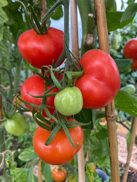 Buy Tomato Ailsa Craig Organic Growers Organics