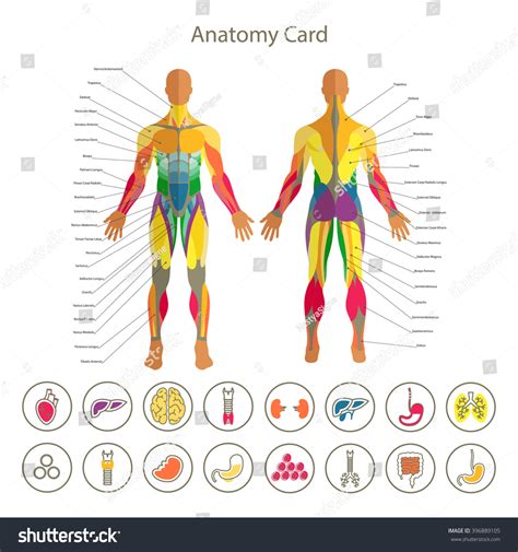 Internal Organs Back View Male