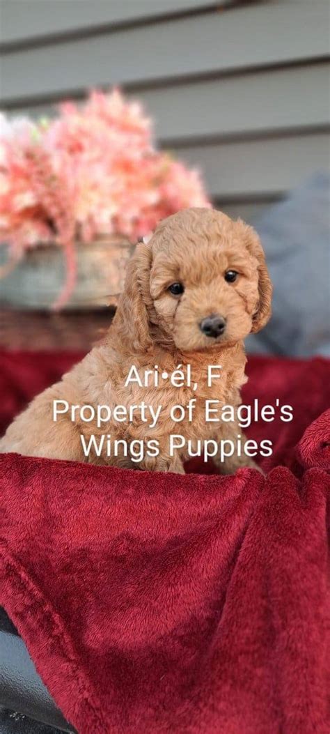 F1b Mini Micro Goldendoodle