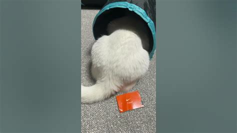 귀여운 비니 Youtube