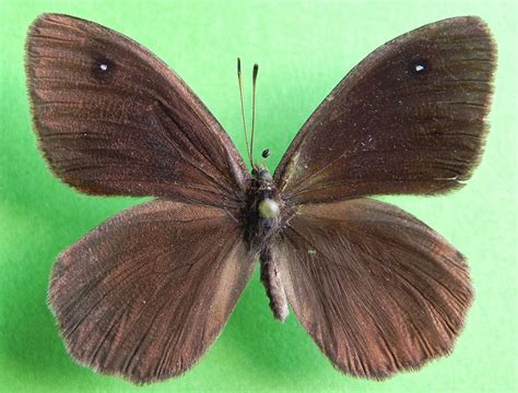 Mariposas Butterflies Subfamilia Satyrinae Familia Satyridae