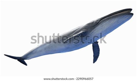 Balena Blu Di Minecraft