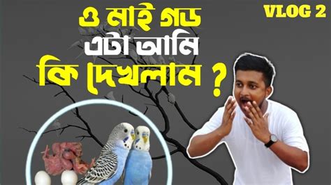 আমার শখের বাজরিগার পাখি ডিম ও বাচ্চা দিছে 🦜🙏 Youtube