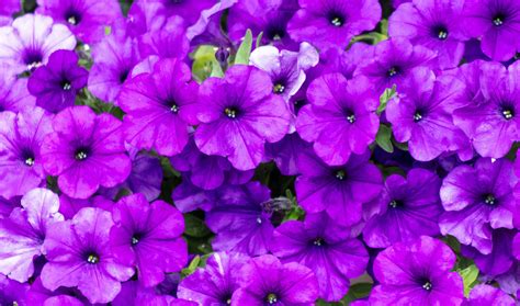 100 Purple Petunia Hybrida Pollinator Garden Container Flower Seeds