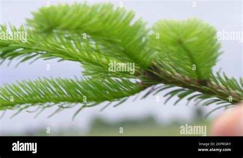 Pruning Conifers Stock Videos And Footage Hd And 4k Video Clips Alamy