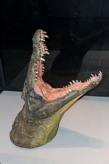Создать мем "резная пасть крокодила, saltwater crocodile live in ...