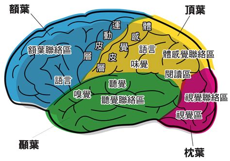 超夯自製「人體器官小玩具」！大腦帽、牙齒拼圖、手骨爪一次教你做