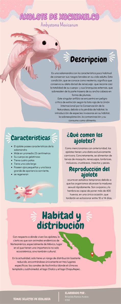 Ajolote ¿qué Es Y Dónde Vive Pfzrer