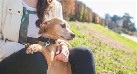 Cachorro Com Medo De Fogos O Que Fazer Na Hora Sintomas E Dicas