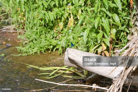 잠자리 Calopteryx 빛나는 아름다움 어두운 파란색 날개와 잠자리 강에 대한 스톡 사진 및 기타 이미지 강 곤충 낮 Istock