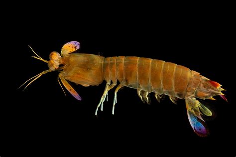 Keel Tailed Mantis Shrimp Odontodactylus Cultrifer Joel Sartore