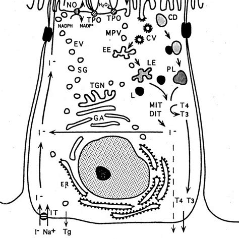 Pdf Thyroid Hormone Biosynthesis And Secretion