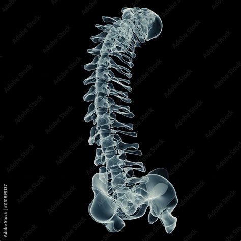 Foto De Stock Detailed X Ray Of The Human Spine Highlighting Vertebral Anatomy And Spinal