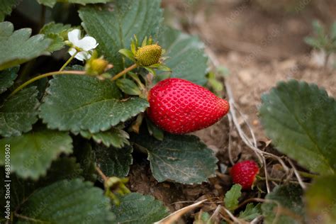 Cosecha En El Campo De Fresas Cultivo De Colinas En Perú Recolección