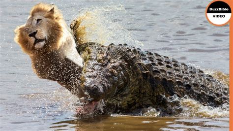 Crocodile Strikes And Kills A Lion In Front Of His Brother YouTube