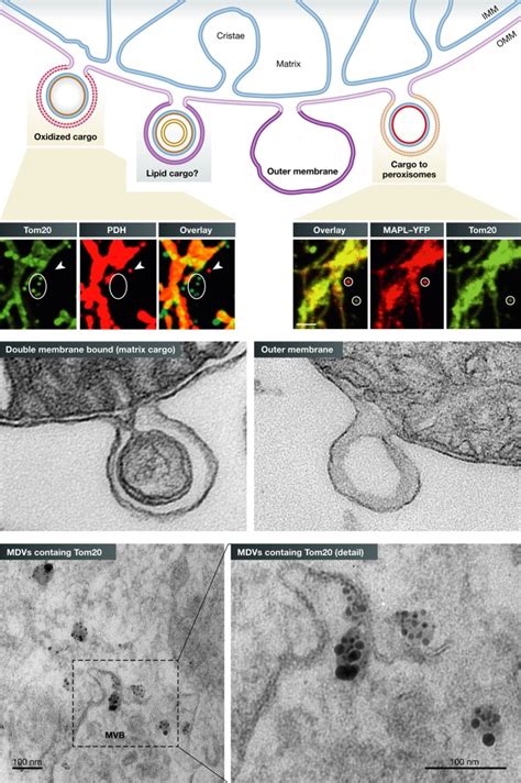 A New Pathway For Mitochondrial Quality Control Mitochondrial Derived