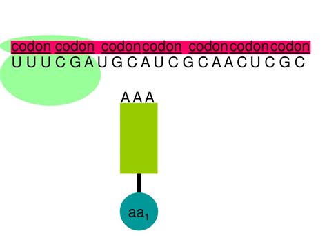 Lesson Starter Name The Four Bases Found In Dna Ppt Download Lesson Starter Name The Four Bases Found In Dna Ppt Download