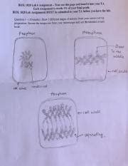 BIOL 1020 LAB Assignment 6 Pdf BIOL 1020 Lab 6 Assignment Tear