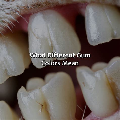 What Color Should My Cats Gums Be