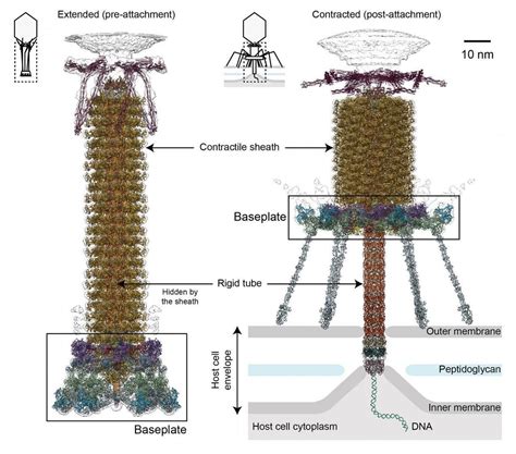 Bacteriophages How Viruses Infect Bacteria Amazing Science
