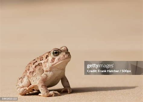 Closeup Of Frog On Sand Phoenix Arizona United States Usa High Res