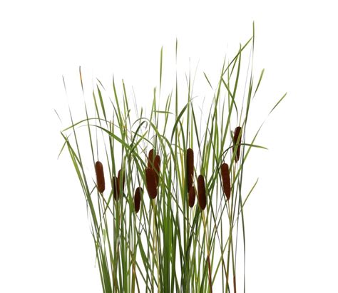 Are Cattails Dangerous To Dogs At Clair Azevedo Blog
